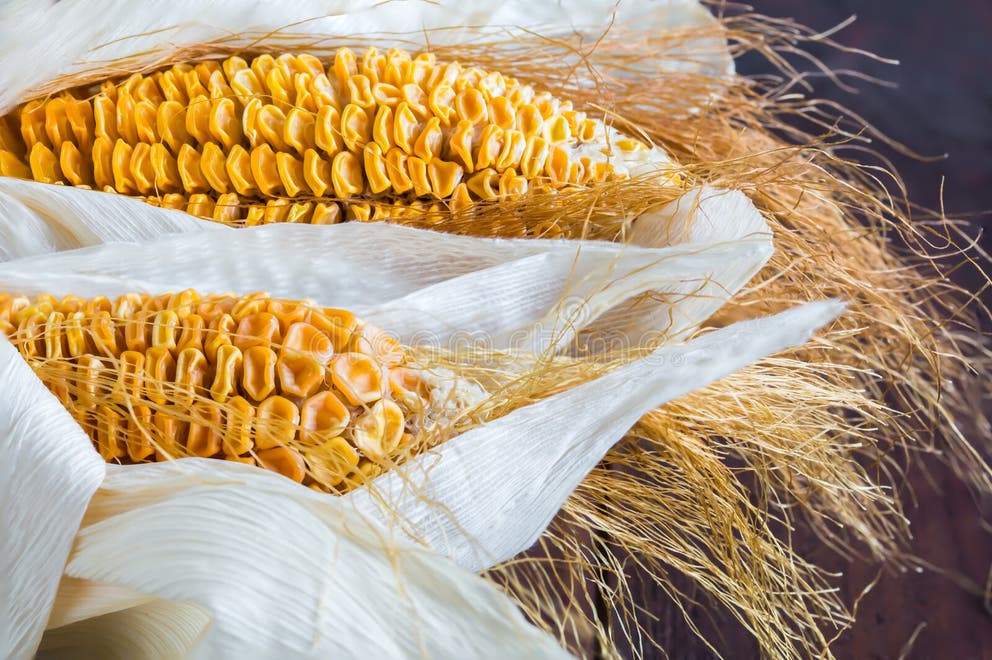 Dried Corn Stalk stock photo. Image of diet, vegetable - 54746810