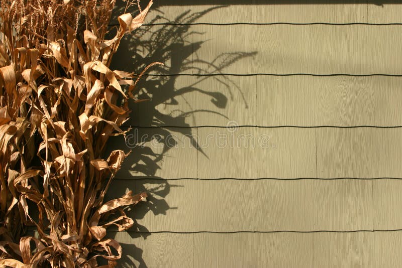 Dried corn stalks stock photo. Image of cedar, siding, fall - 45948