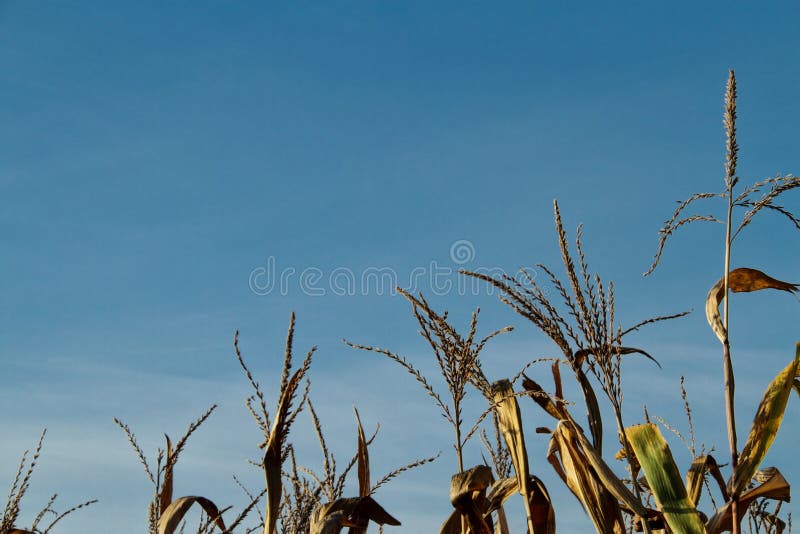 Dried Corn Stalks with Copy Space Stock Image - Image of corncob ...