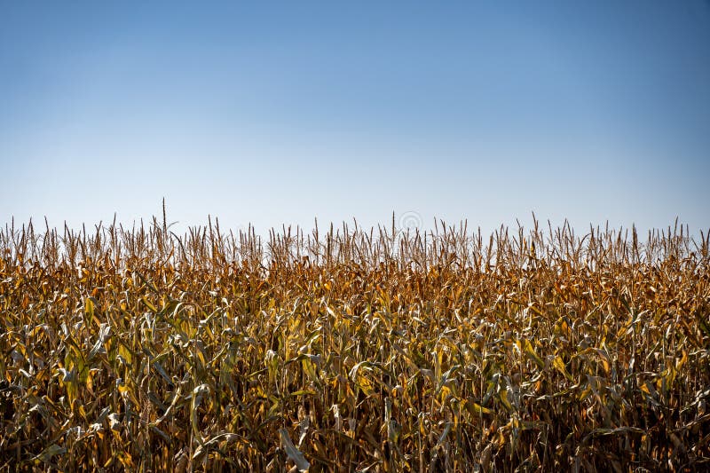 Dried Corn Stalks in a Field at the End of a Summer Stock Image - Image ...