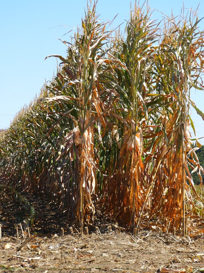 Dried Corn Stalks Stand in Field during Antique Corn Harvest Stock ...