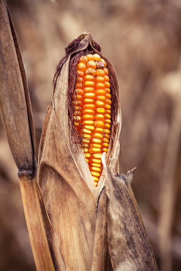 Rotten Corn Stock Photos - Download 210 Royalty Free Photos