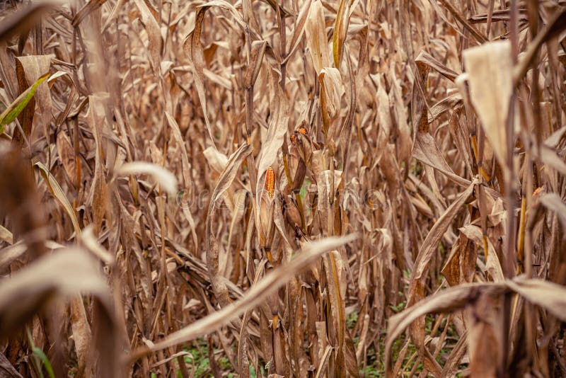 34,094 Corn Stem Photos - Free & Royalty-Free Stock Photos from Dreamstime