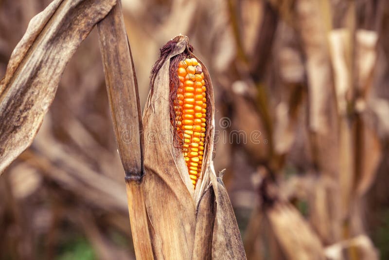 Dried Corn in Stem with Dead Corn Field on Background. Stock Image ...