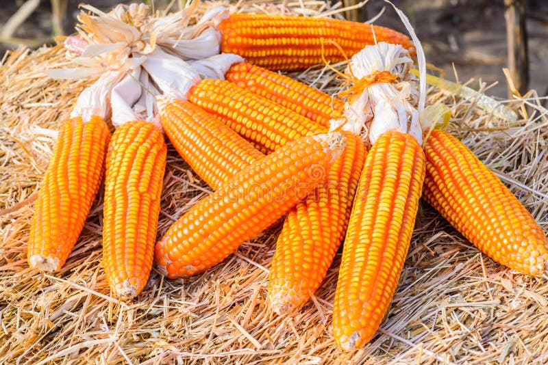 Corn straw stock photo. Image of grass, photographed - 59836876