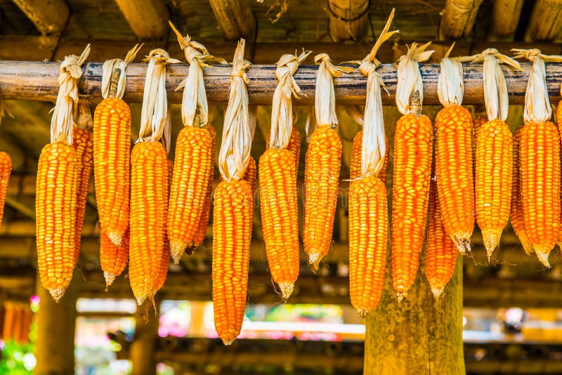 Dried corn are hanging stock image. Image of closeup - 213595363