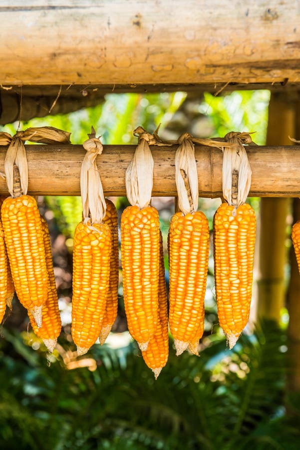 Stock of dried corn stock image. Image of farm, show - 193260593