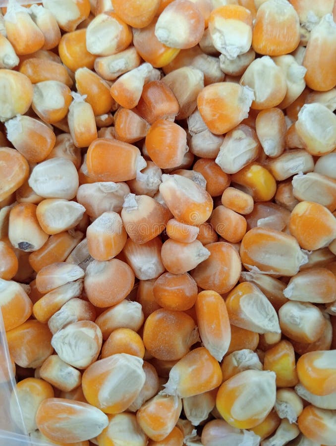 Dried Corn Kernels Placed on a White Background. Corn for Popcorn Stock ...
