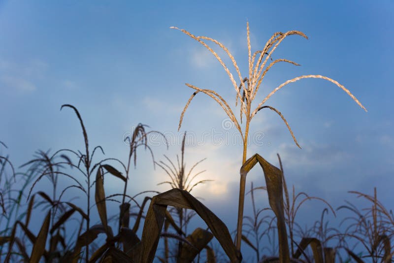 Dried Corn Tree in Corn Filed Against Blue Early Morning Sky Stock ...