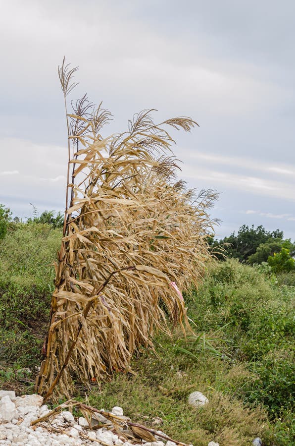 Dried Corn Trees stock photo. Image of mature, plant - 264665314