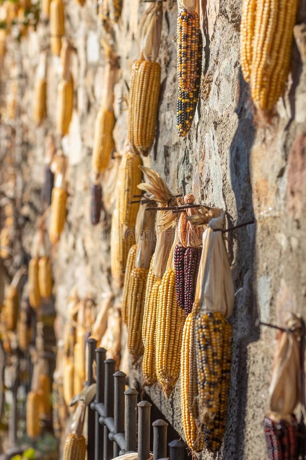 Dried corn on the wall stock photo. Image of farming - 174975492