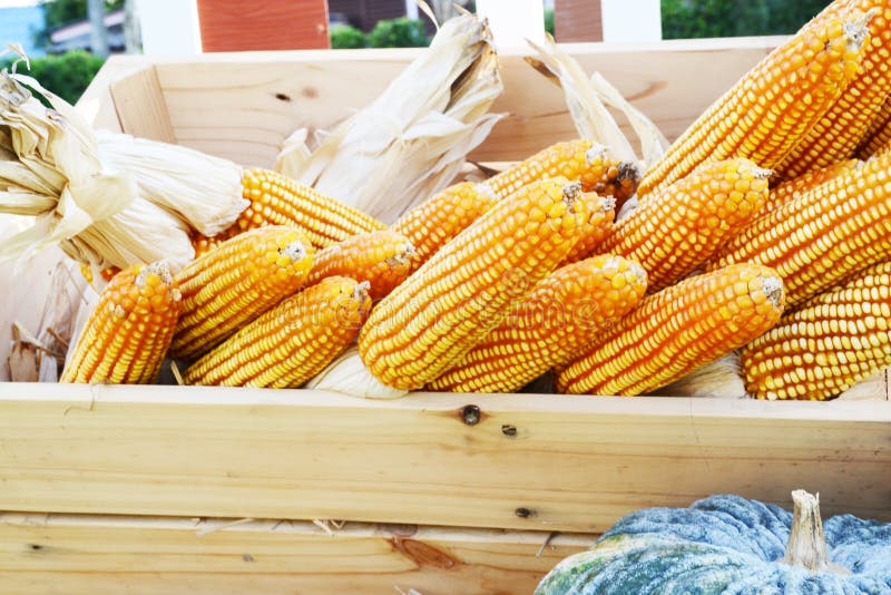 Dried corn in wooden box stock image. Image of healthy - 74902783