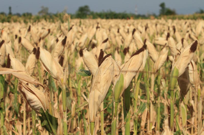Dried Cornfield Under Autumn Sky: a Rural Scene Stock Photo - Image of ...