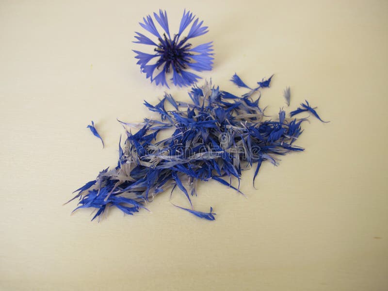 Dried Cornflower Flower Petals Stock Image - Image of flowers ...