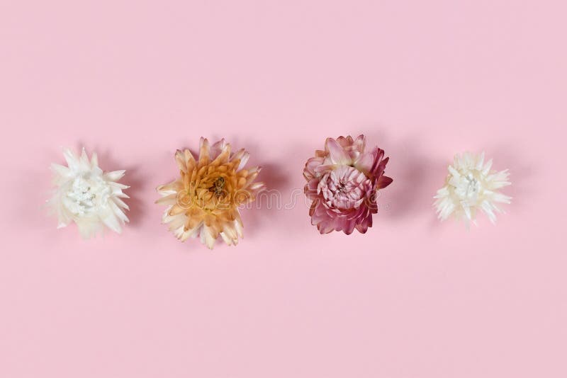 Dried Cornflowerson Pink Background Stock Photo - Image of abstract ...