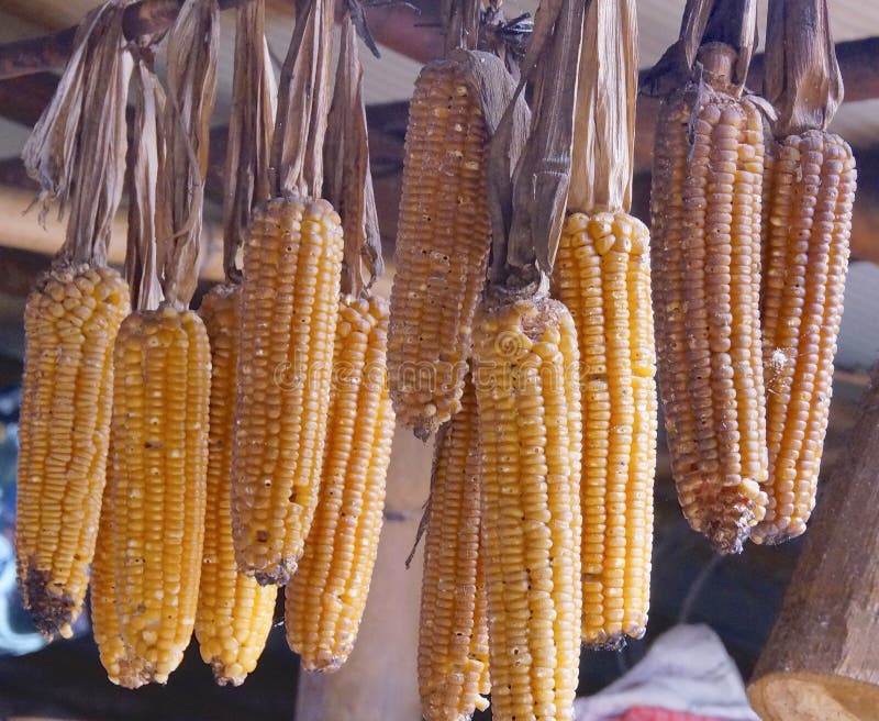 Dried corns closeup stock image. Image of food, harvest - 92763159