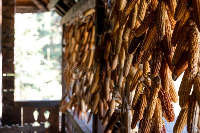 Dried Corns Hanging on the Porch in Old House. Stock Photo - Image of ...