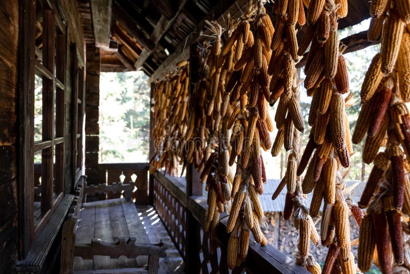 Dried Corns Hanging on the Porch in Old House. Stock Photo - Image of ...