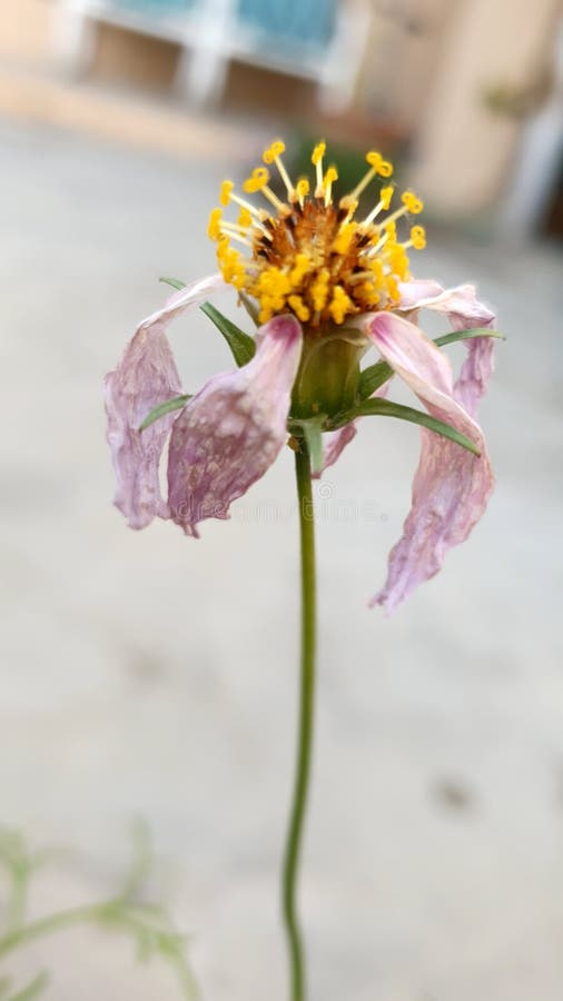 Dried Cosmos Flower with Stem. Stock Photo - Image of pink, produce ...