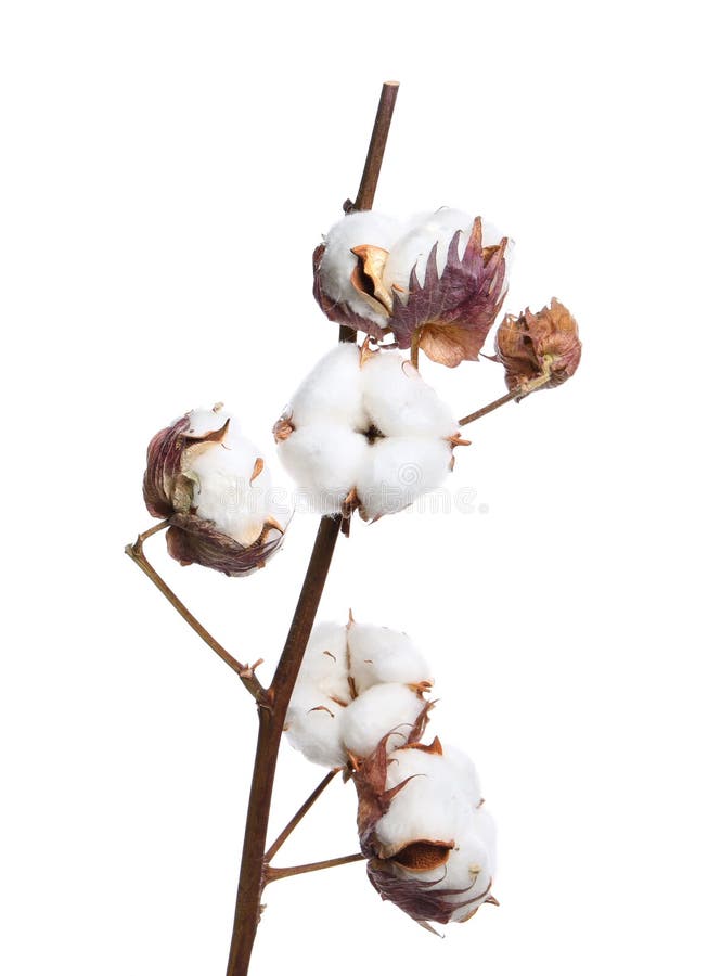 Dried Cotton Branch with Fluffy Flowers Isolated on White Stock Photo ...