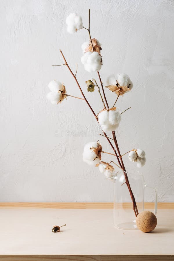 Dried cotton branches stock image. Image of fiber, decor - 314421335