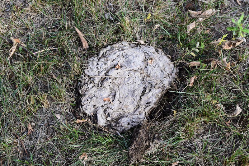 Cow excrement stock image. Image of scat, brown, grassy - 78387785