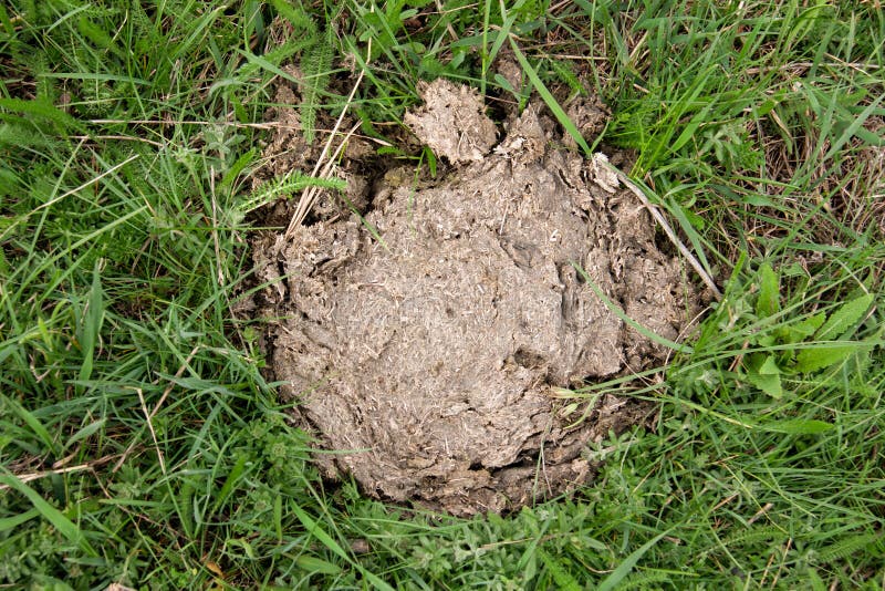 Dried Cow Shit on the Green Grass. Top View Stock Photo - Image of ...