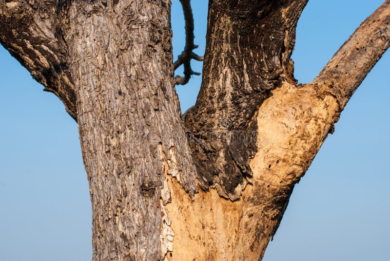 The Dried Bark of an Old Tree. Stock Image - Image of wallpaper, brown ...