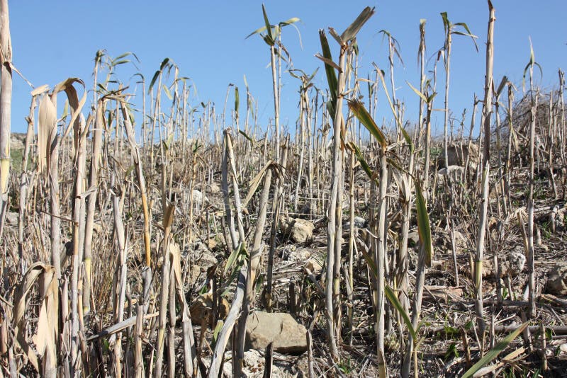 Dried crop collection stock image. Image of nutrition - 18310999