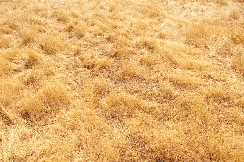 Dried crops field. stock image. Image of closeup, ripe - 232967577