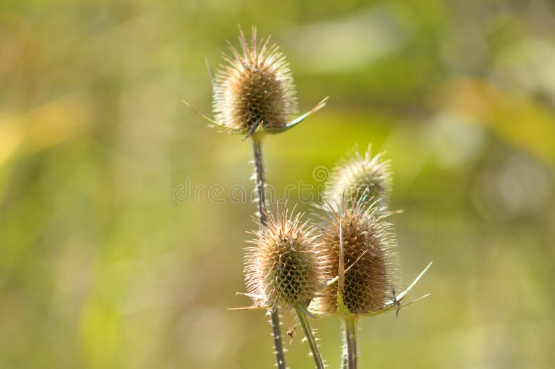 Dried Cutleaf Teasel Seeds Closeup View with Green Blurred Background ...