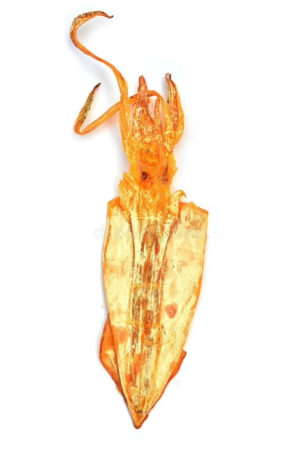 Dried Cuttlefish isolated stock image. Image of protein - 69127877