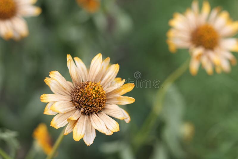 Dried daisy stock image. Image of yellow, close, summer - 44664321