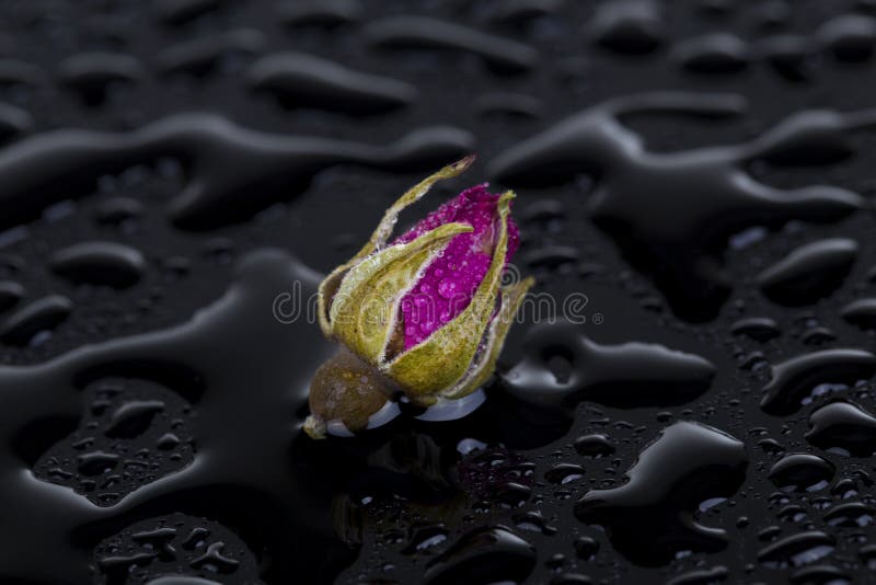 Dried damask rose. stock image. Image of beauty, black - 78364167