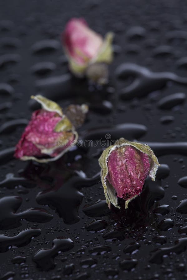 Dried damask rose. stock image. Image of aroma, closeup - 78364199