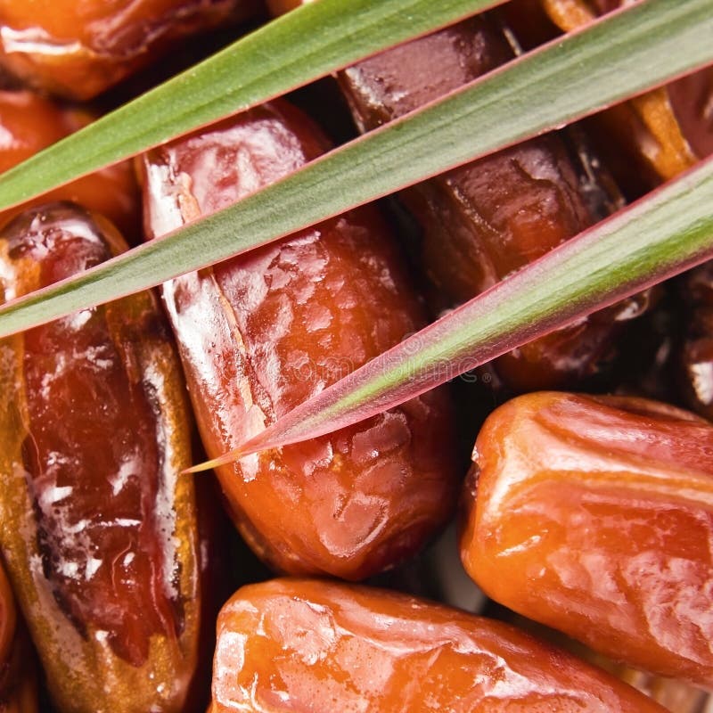 Dried Dates Picture. Image: 30066783