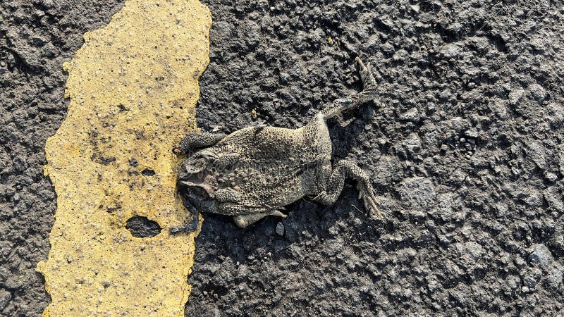 A Dried Dead Body of a Frog , Toad, on the Road Stock Photo - Image of black, toad: 376771798