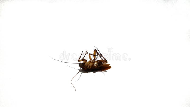 Dead Cockroach Stock Illustrations – 960 Dead Cockroach Stock ...