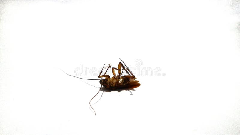 A Dead Cockroach on the Floor Stock Vector - Illustration of legs ...