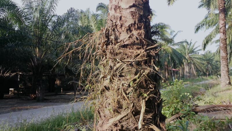 Dried and Dead Ficus Microcarpa Root Crawling Around the Palm Oil Tree ...