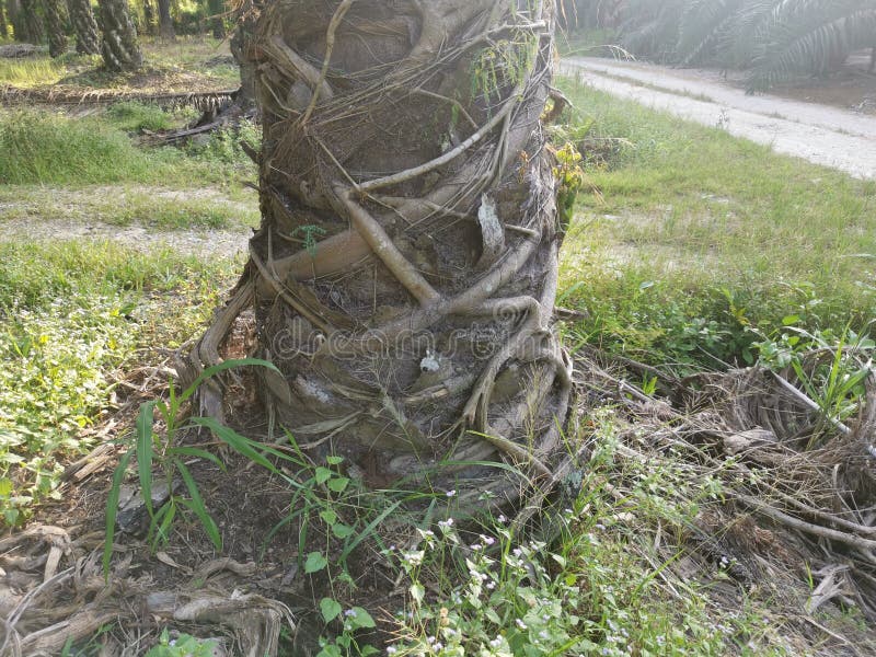 Dried and Dead Ficus Microcarpa Root Crawling Around the Palm Oil Tree ...
