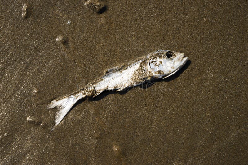 Dried, Dead Fish Herring on the Sand by the Sea Stock Image - Image of ...