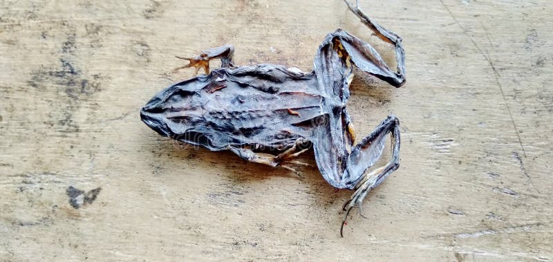 Dried dead frog stock photo. Image of invertebrate, food - 377197518