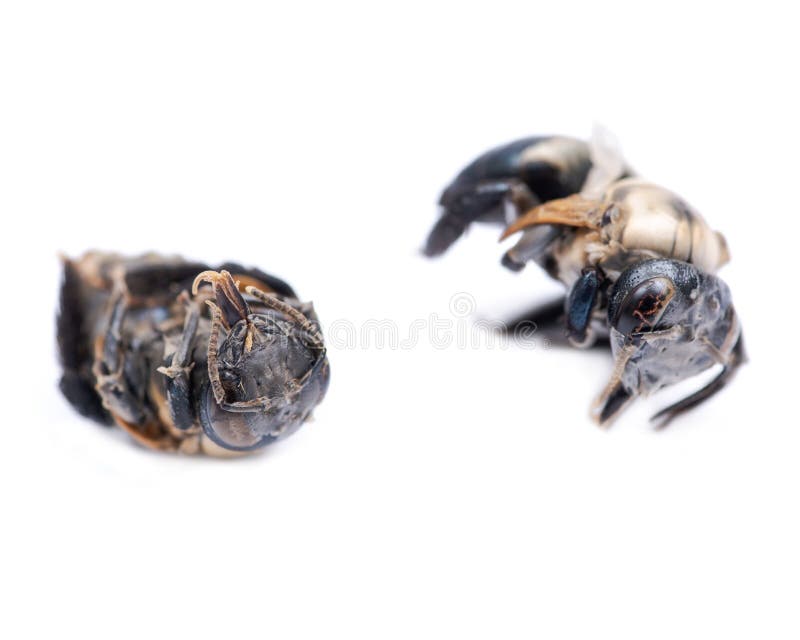 Dried Dead Insect Bumblebee Isolated Stock Photo - Image of nectar ...