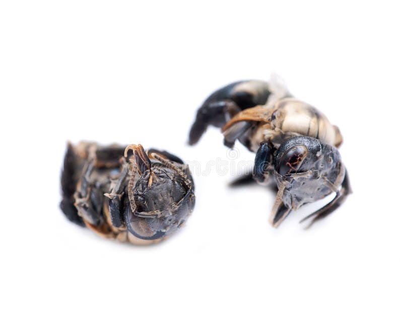 Dried Dead Insect Bumblebee Isolated Stock Photo - Image of cute ...