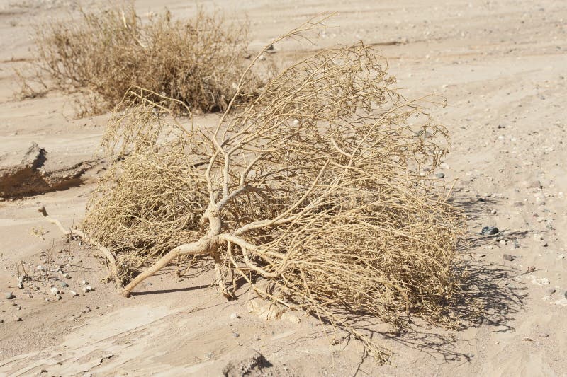 Dried Dead Plants in an Arid Desert Stock Photo - Image of plant ...