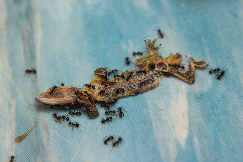 Dried dead small lizard stock photo. Image of colored - 171088120