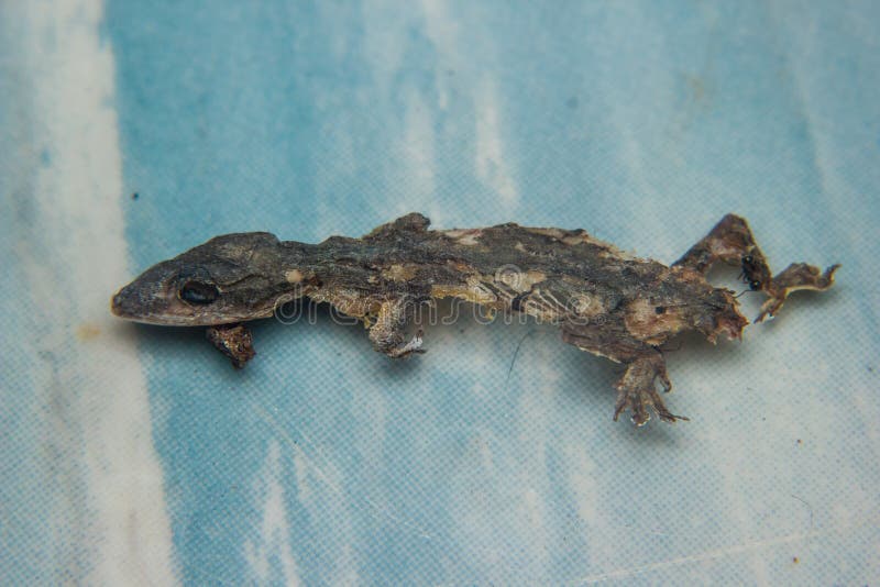 Dried Out, Dead Saguaro Cactus Wood on the Arizona Desert Floor Stock ...