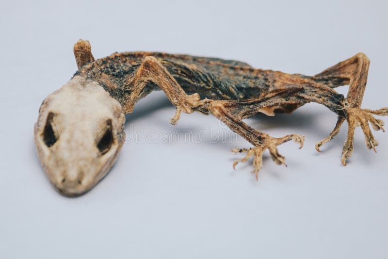 Dried Dead Small Lizard Showing Its Body Skeleton Isolated on White ...