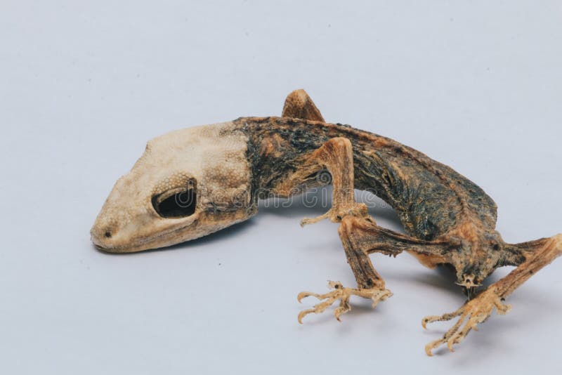 Dried Dead Small Lizard Showing Its Body Skeleton Isolated on White ...